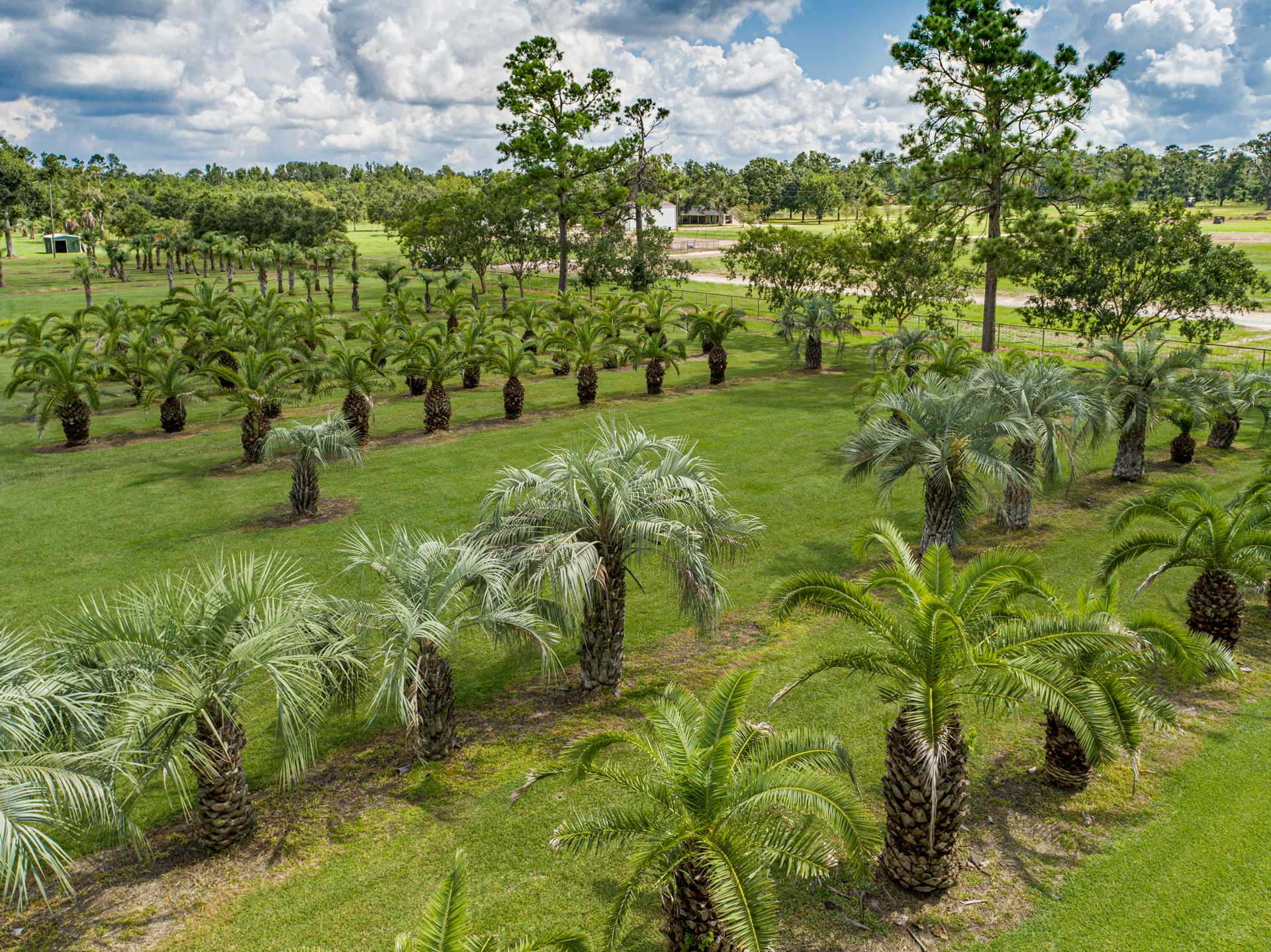 Home - Wilkinson Tree Farm | Tree Farm Iowa, LA