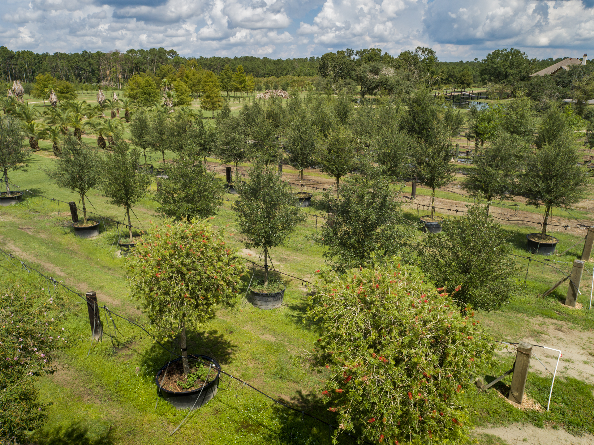 Home - Wilkinson Tree Farm | Tree Farm Iowa, LA