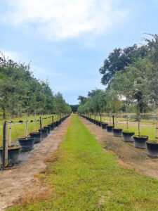Our Trees - Wilkinson Tree Farm | Tree Farm Iowa, LA