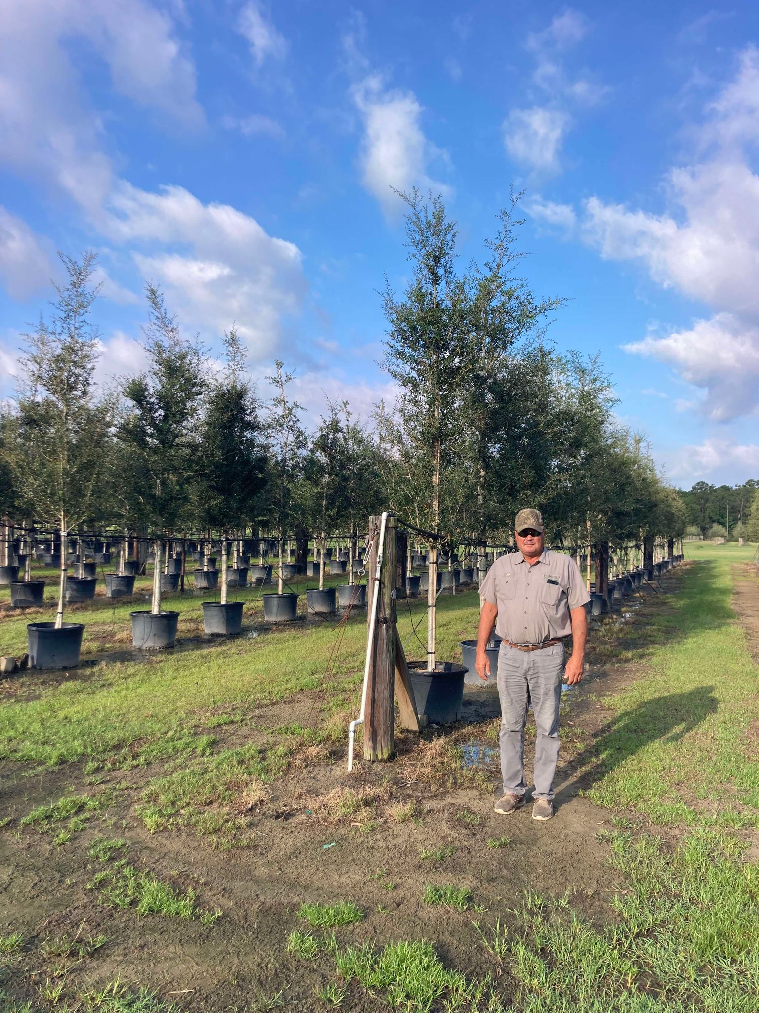 Our Trees - Wilkinson Tree Farm | Tree Farm Iowa, LA