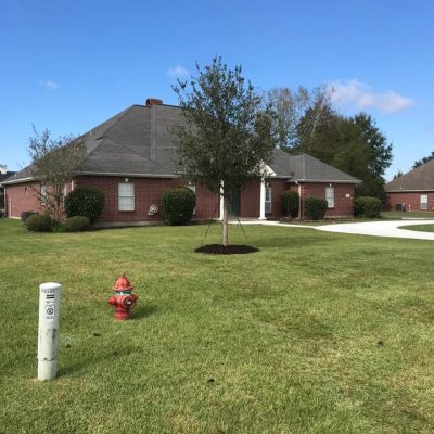 Our Trees - Wilkinson Tree Farm | Tree Farm Iowa, LA